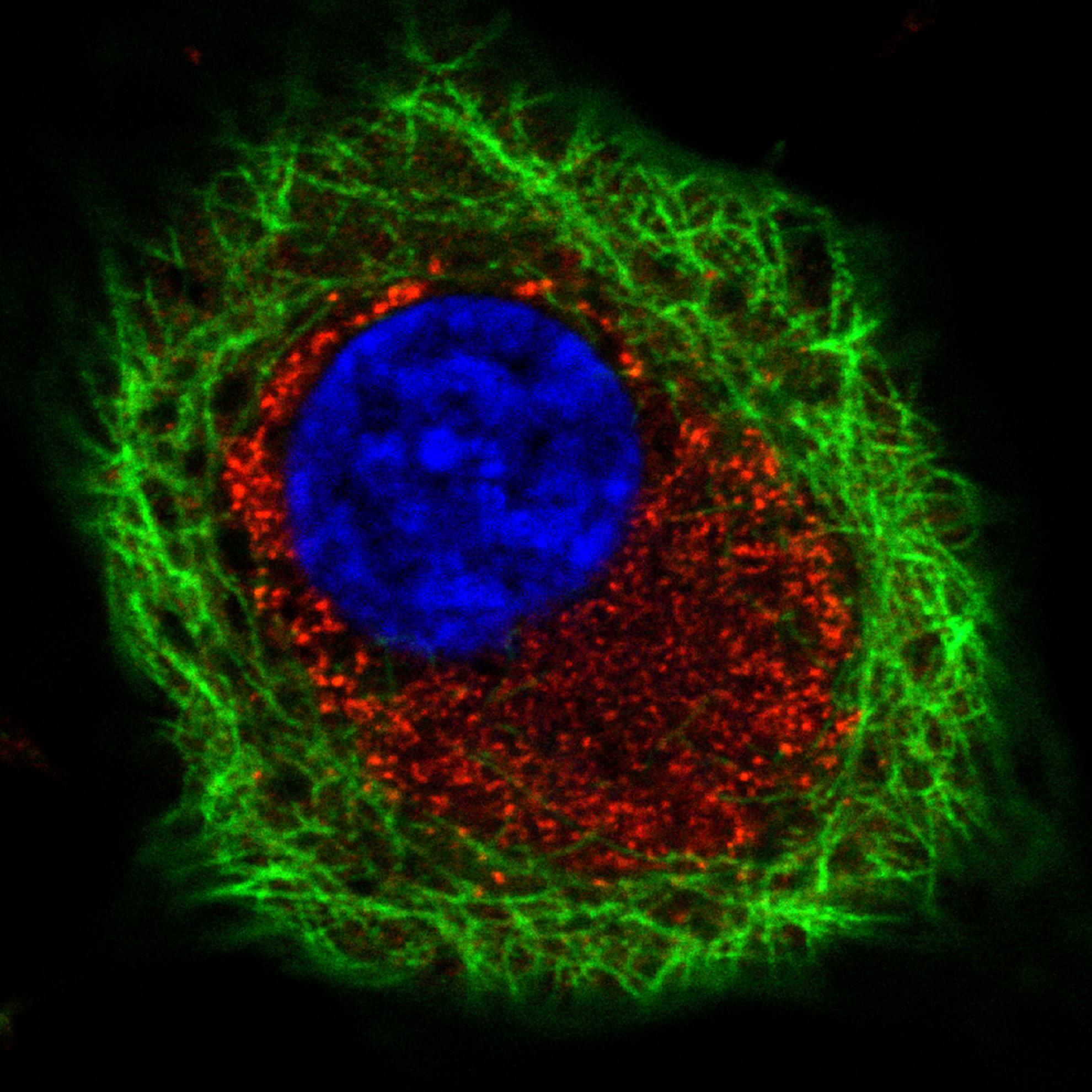 Foot-and-mouth disease diagnostic reagents | The Pirbright Institute
